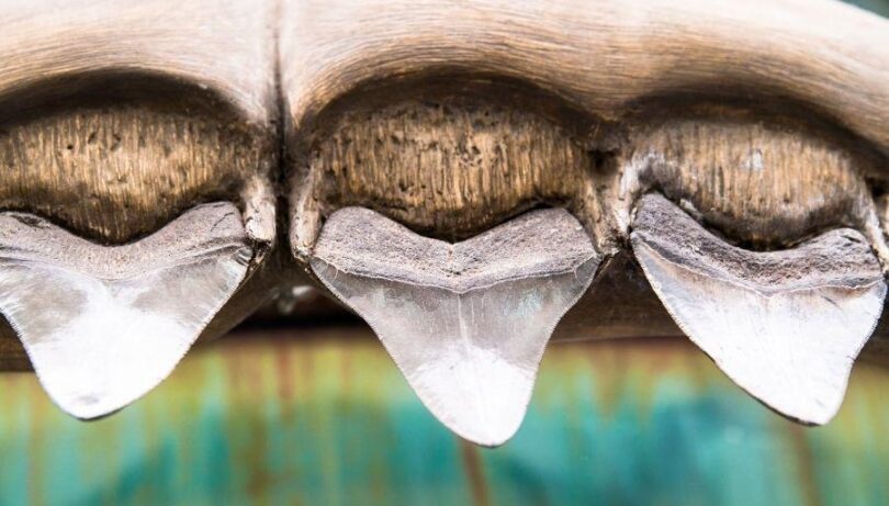 Fascinating Shark Teeth Facts You Want To Know – sharksinfo.com