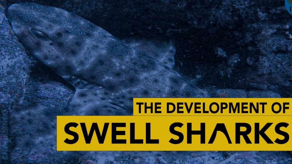 The Development of Swell Sharks – sharksinfo.com