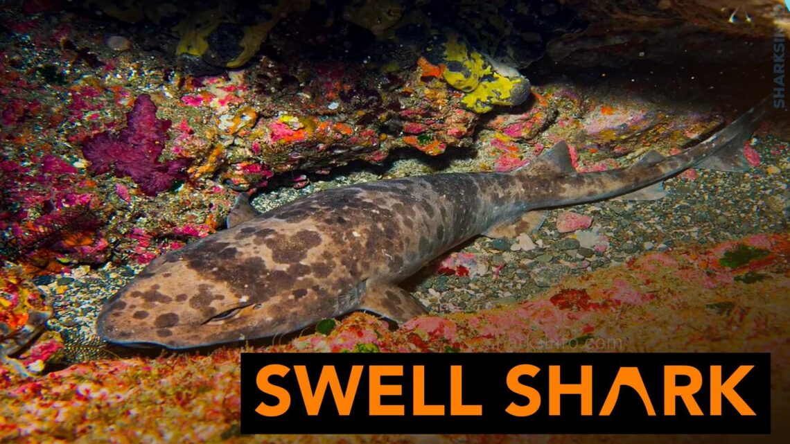 The Development of Swell Sharks – sharksinfo.com