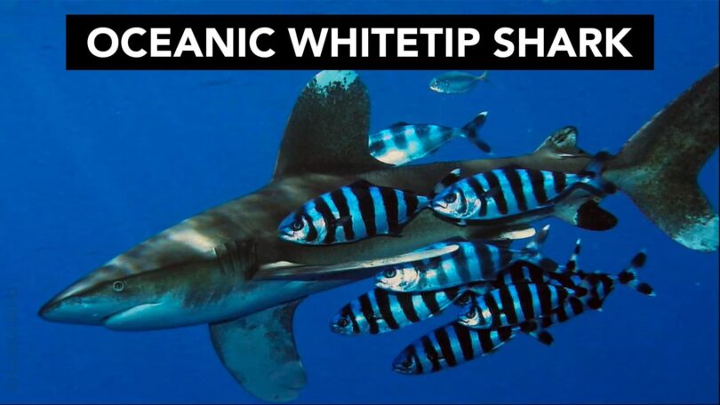 Top 10 scariest shark species – sharksinfo.com
