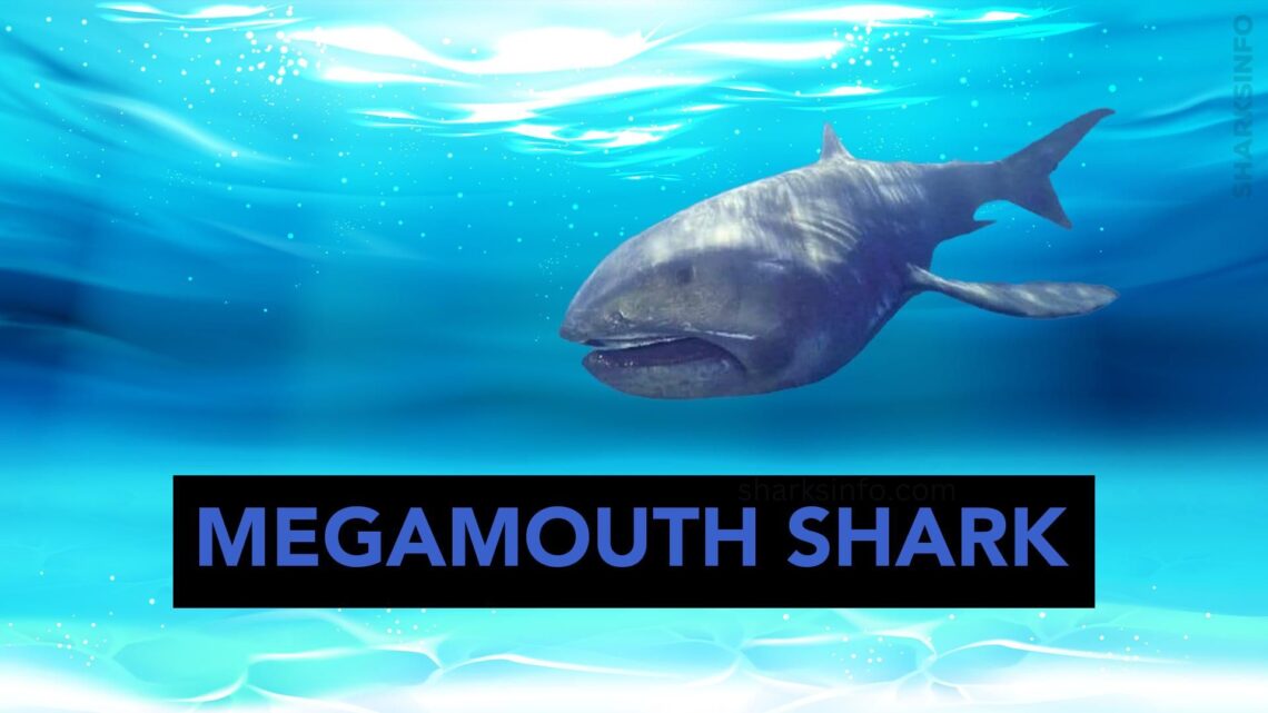 Top 10 scariest shark species – sharksinfo.com