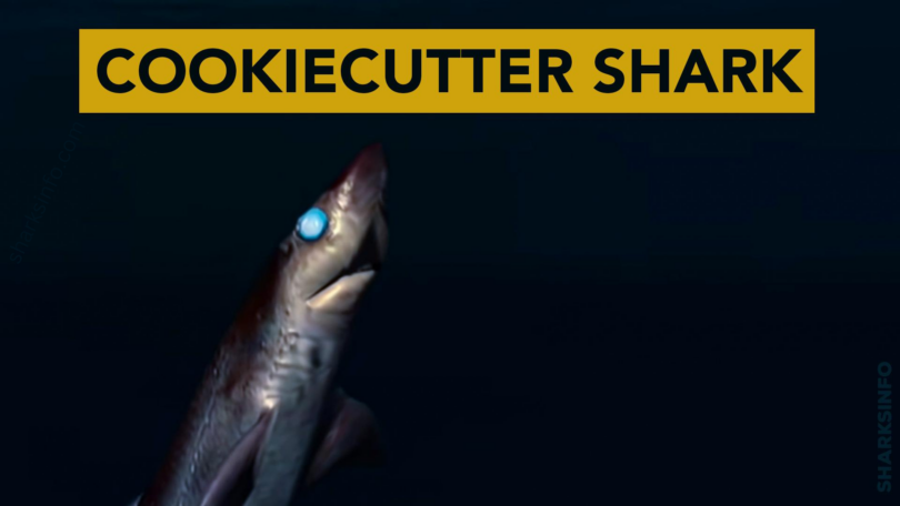 The Cookiecutter Shark -13 Facts – sharksinfo.com