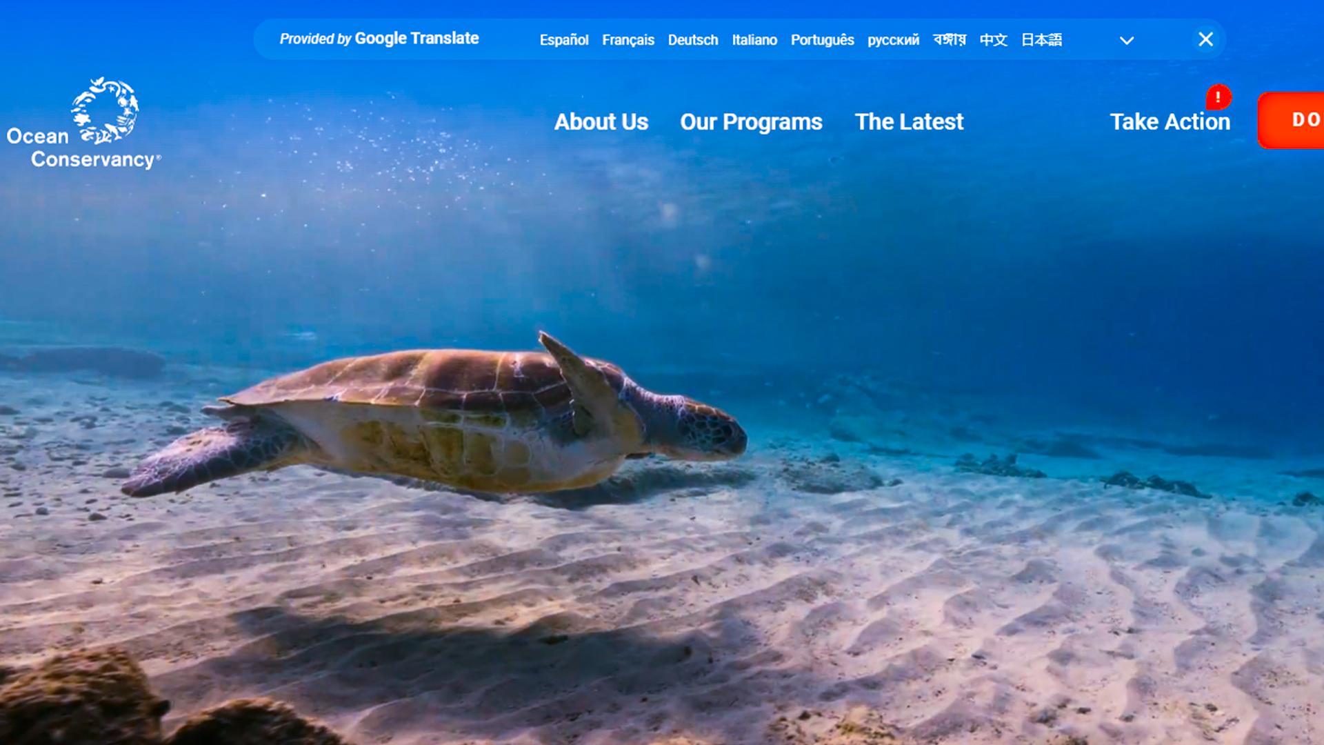 The 15 Best Ocean Charities to Donate To – sharksinfo.com