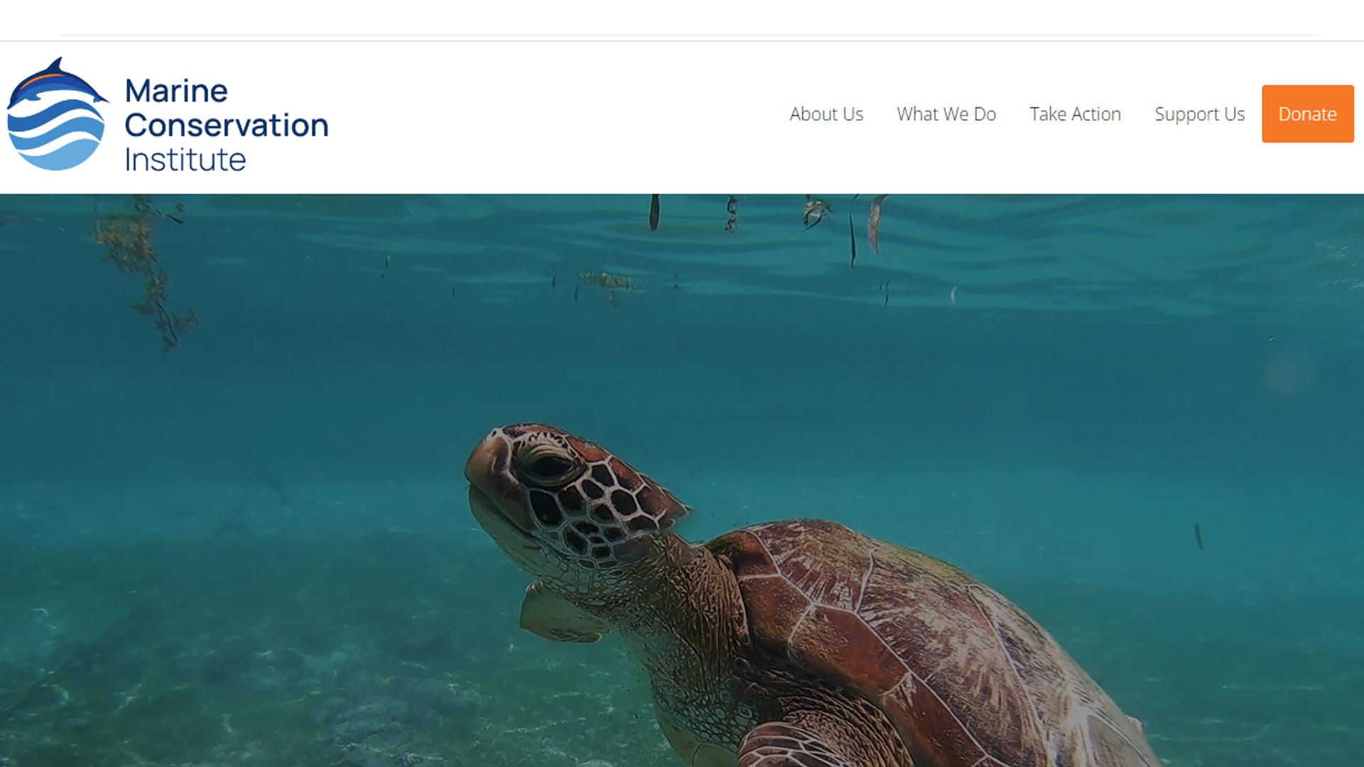 The 15 Best Ocean Charities to Donate To – sharksinfo.com