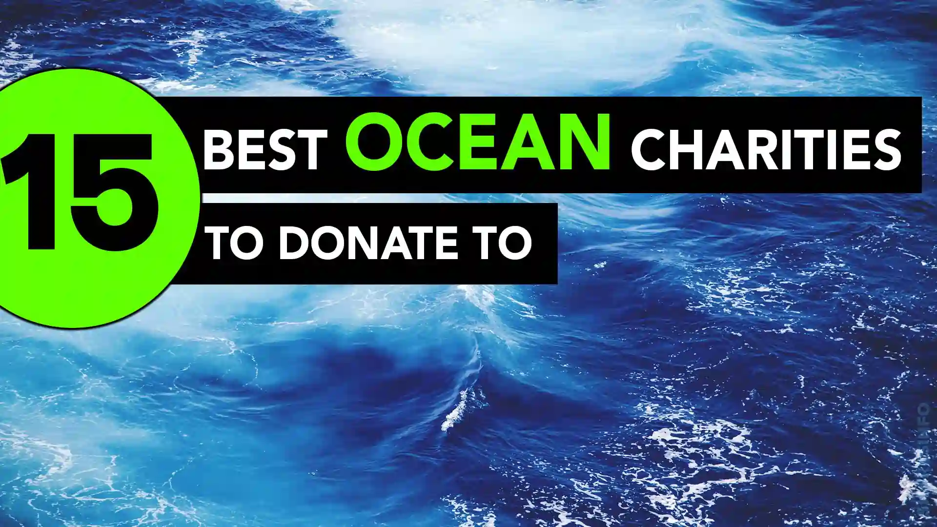 The 15 Best Ocean Charities to Donate To - sharksinfo.com