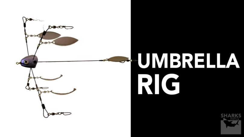 Best Striped Bass Rigs (4 Proven Striper Rigs) – sharksinfo.com