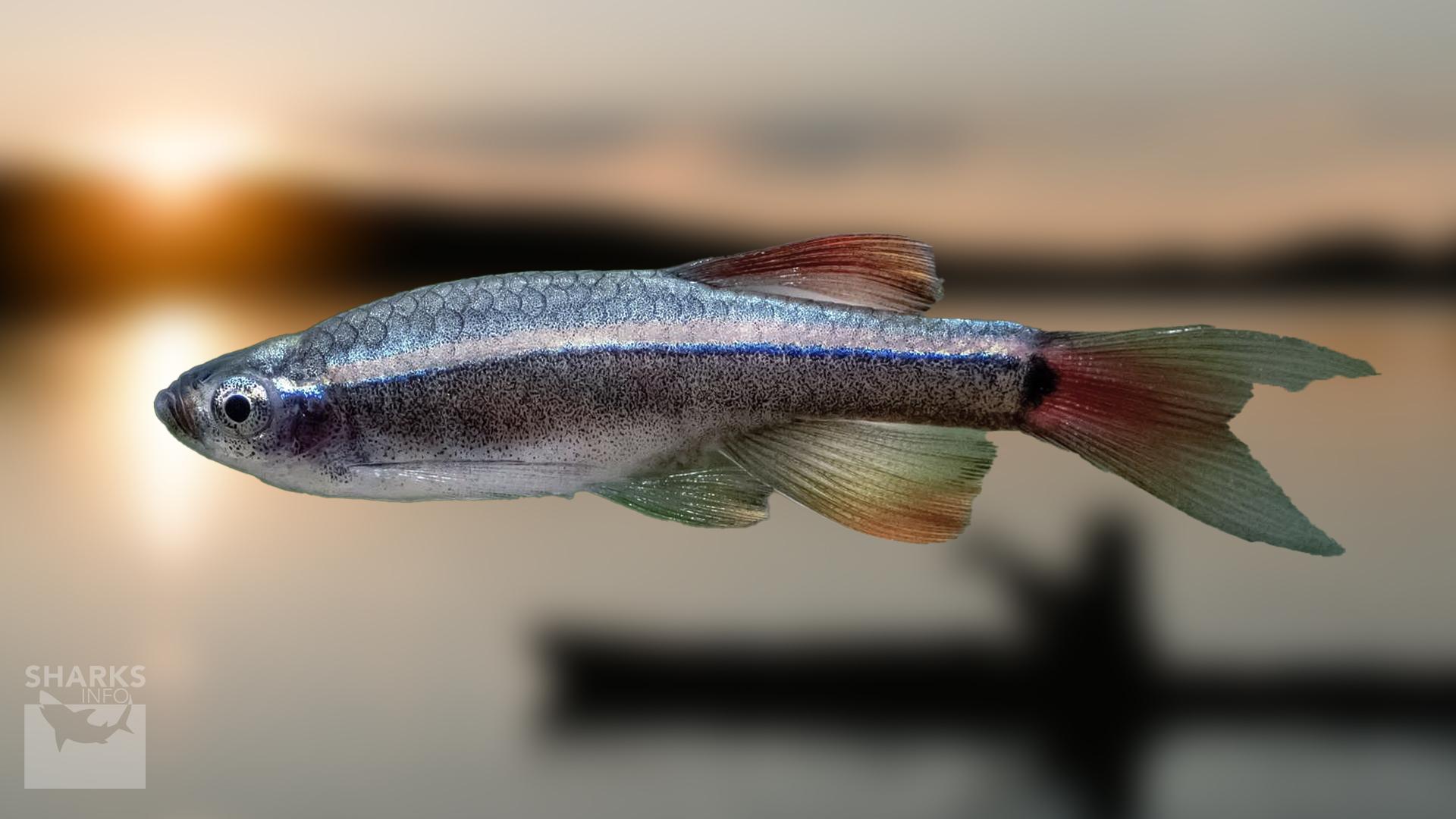 How To Hook A Minnow (Step-By-Step Guide) – sharksinfo.com