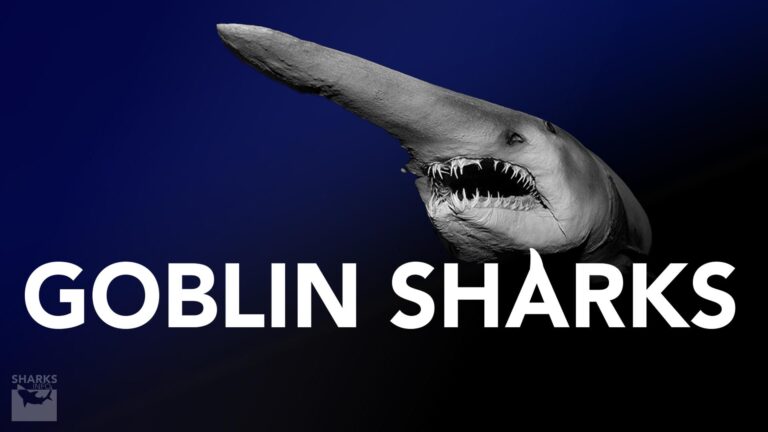The 10 Most Bizarre Species Of Sharks – sharksinfo.com