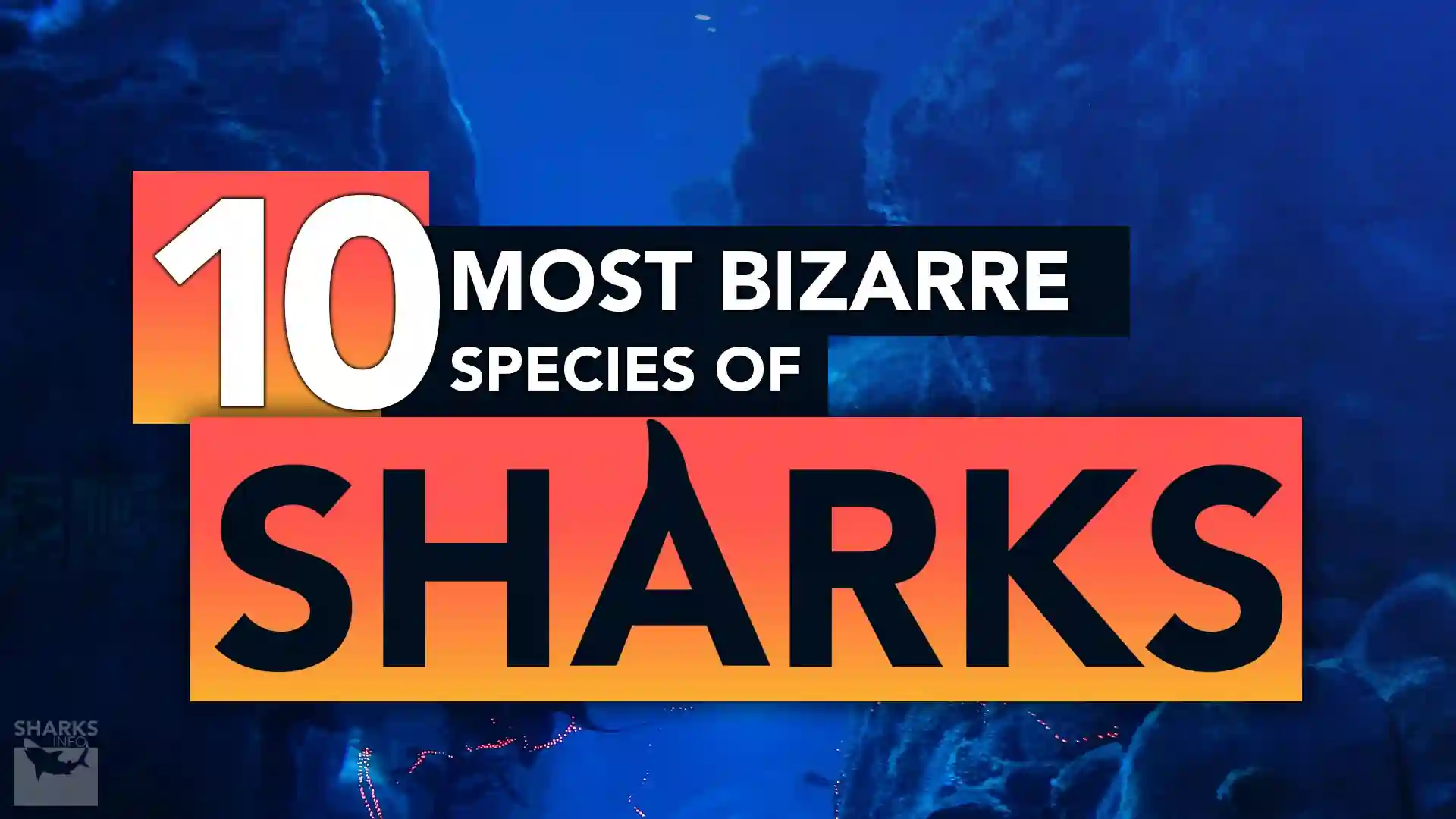 The 10 Most Bizarre Species Of Sharks - sharksinfo.com