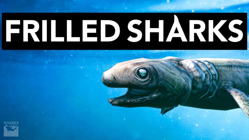 The 10 Most Bizarre Species Of Sharks – sharksinfo.com