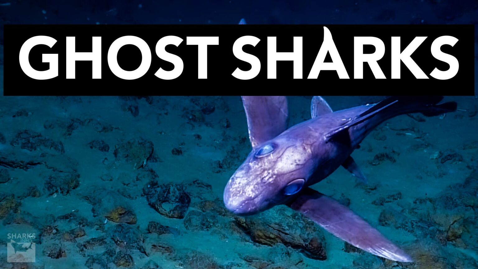 The 10 Most Bizarre Species Of Sharks – sharksinfo.com