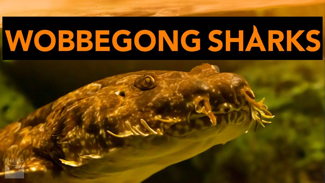 The 10 Most Bizarre Species Of Sharks – sharksinfo.com