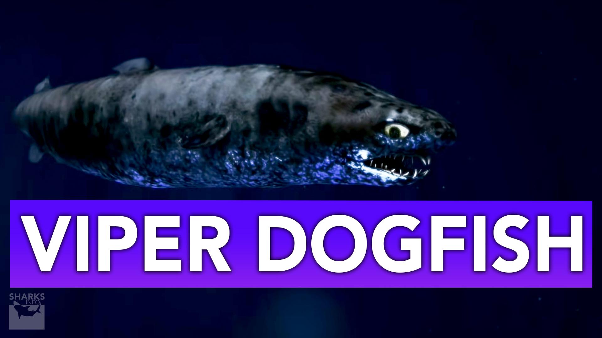 The 10 Most Bizarre Species Of Sharks – sharksinfo.com