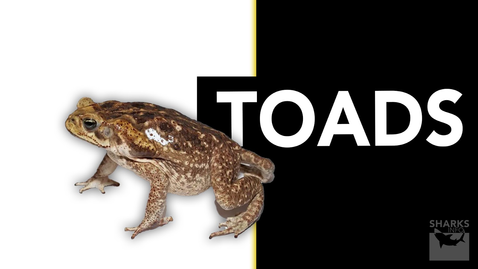 A Guide To Bass Fishing Soft Plastics – sharksinfo.com