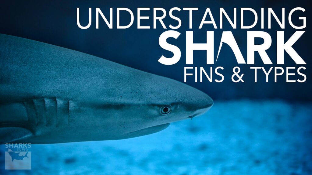 Understanding Shark Fins & Types – sharksinfo.com