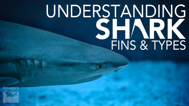 Understanding Shark Fins & Types – sharksinfo.com