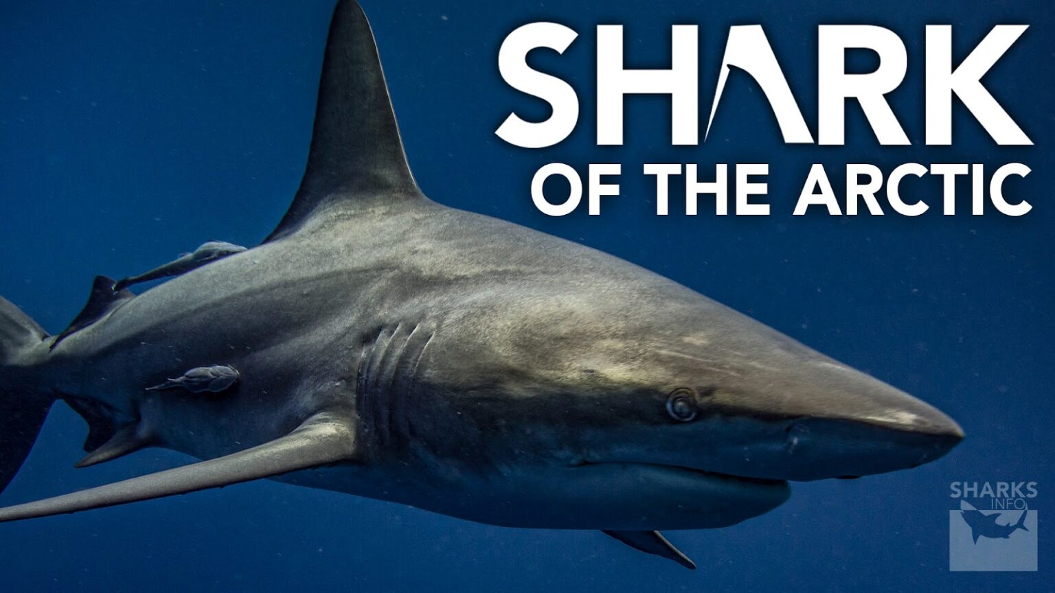 Sharks Of The Arctic – sharksinfo.com