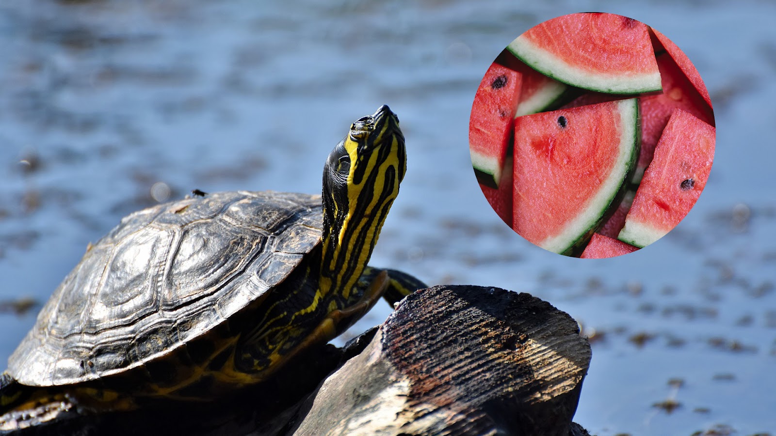 Can Turtles Eat Watermelon? – sharksinfo.com