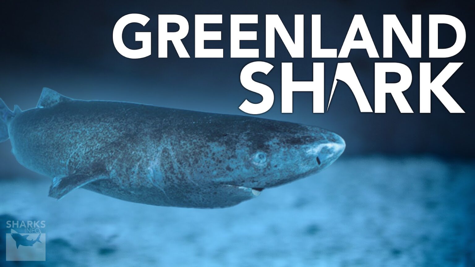 Sharks Of The Arctic – sharksinfo.com