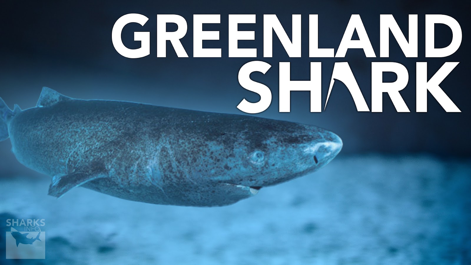 Sharks Of The Arctic – sharksinfo.com