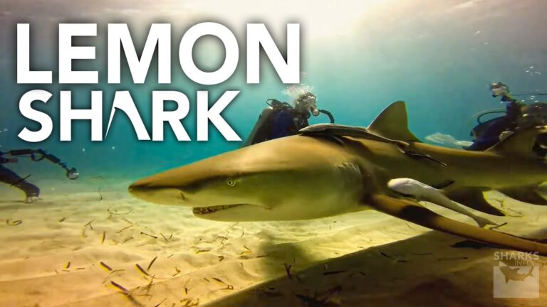 Lemon Shark Facts – Habitat, Social Behavior & Human Interaction ...