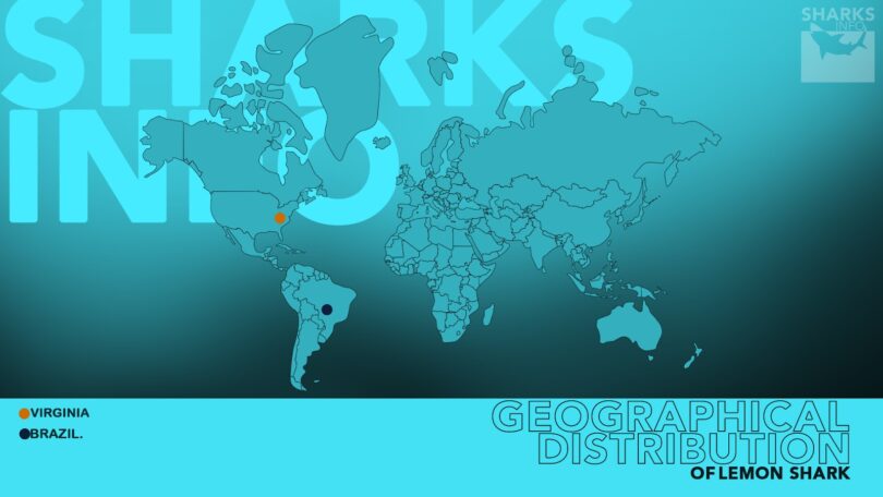 Lemon Shark Facts – Habitat, Social Behavior & Human Interaction ...