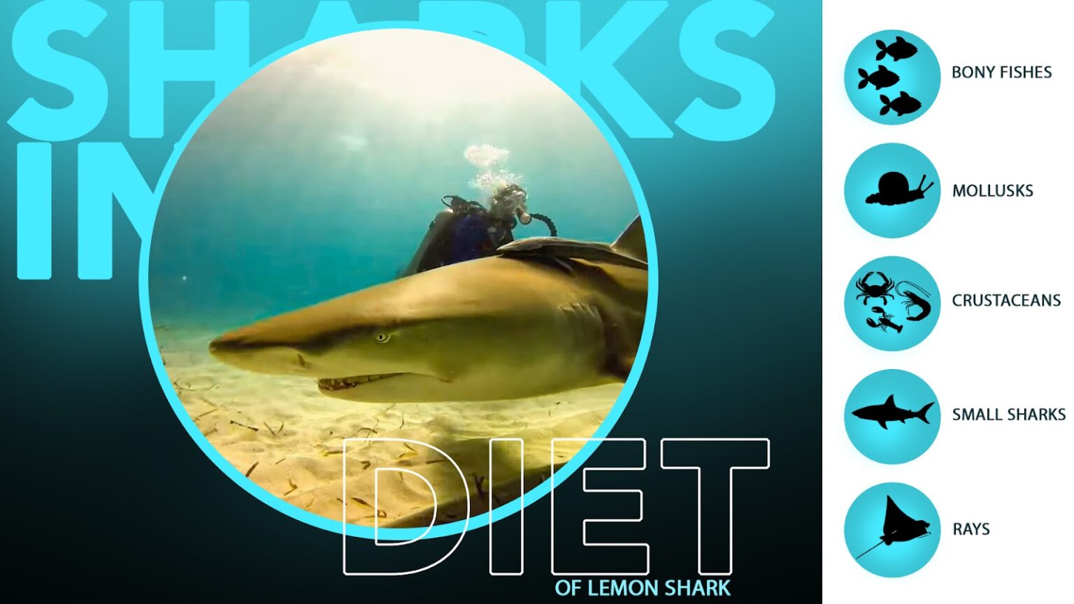 Lemon Shark Facts – Habitat, Social Behavior & Human Interaction ...