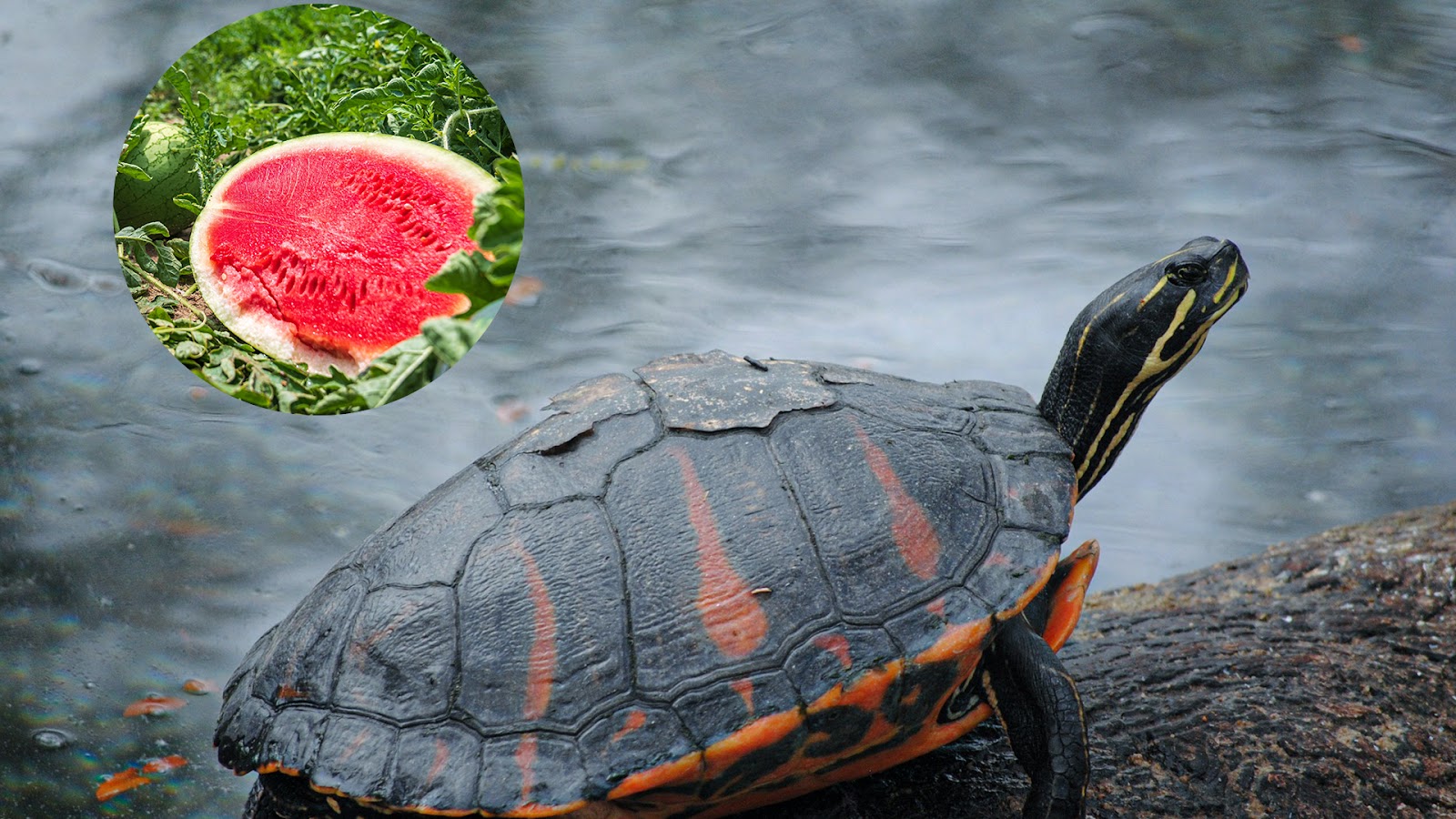 Can Turtles Eat Watermelon? – sharksinfo.com