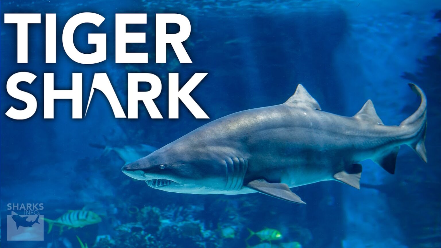 Sharks of the Australian Coast – sharksinfo.com