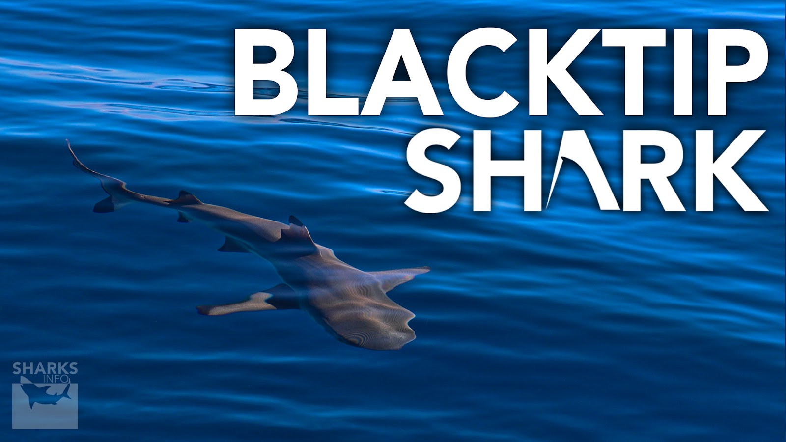 Sharks of the Australian Coast – sharksinfo.com
