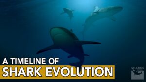 A Timeline of Shark Evolution – sharksinfo.com