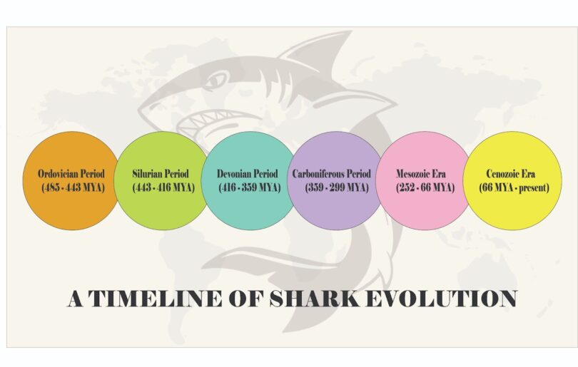 A Timeline of Shark Evolution – sharksinfo.com