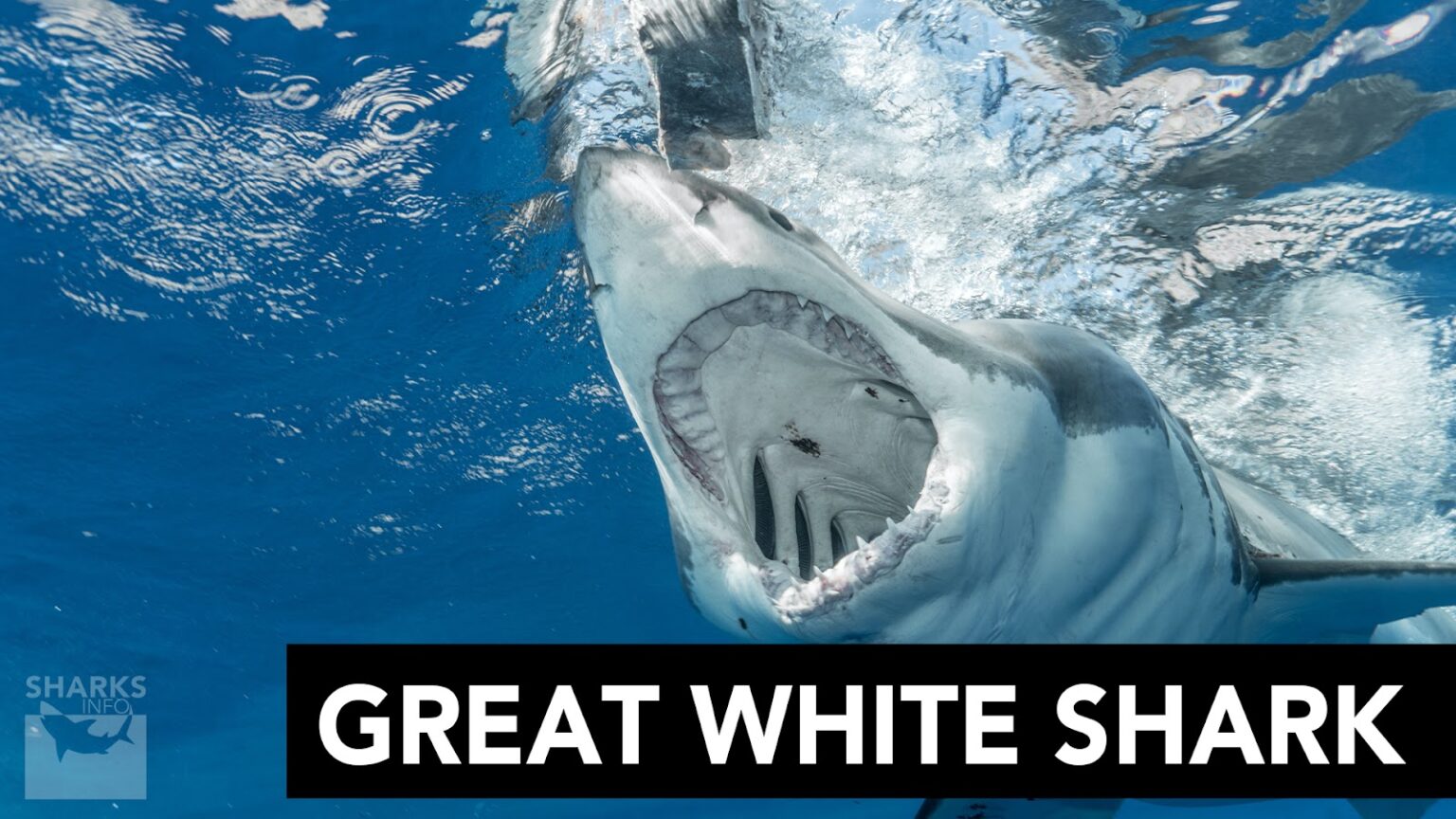 The Three Fastest Sharks in the World – sharksinfo.com