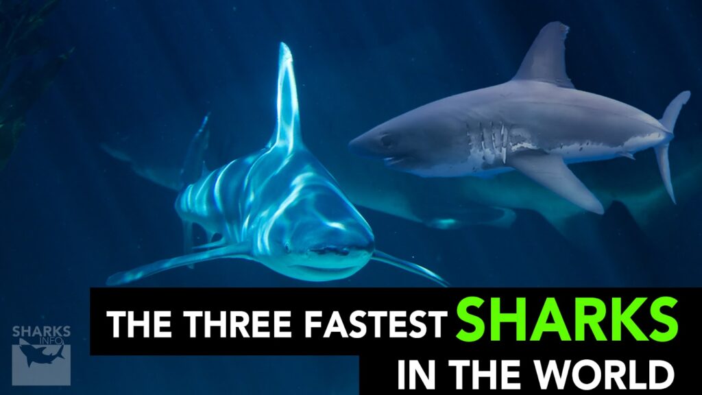 The Three Fastest Sharks in the World – sharksinfo.com