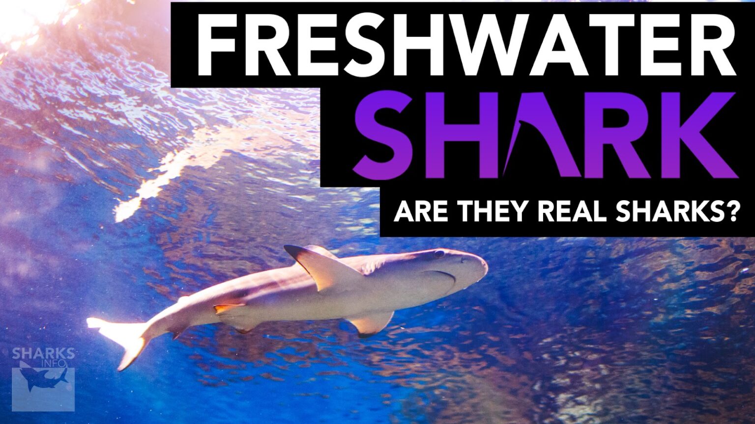 Freshwater Sharks—Are They Real Sharks – sharksinfo.com