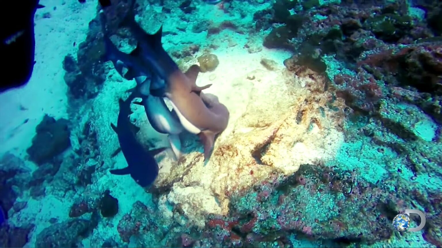 The Fascinating Mating Habits Of Sharks – sharksinfo.com