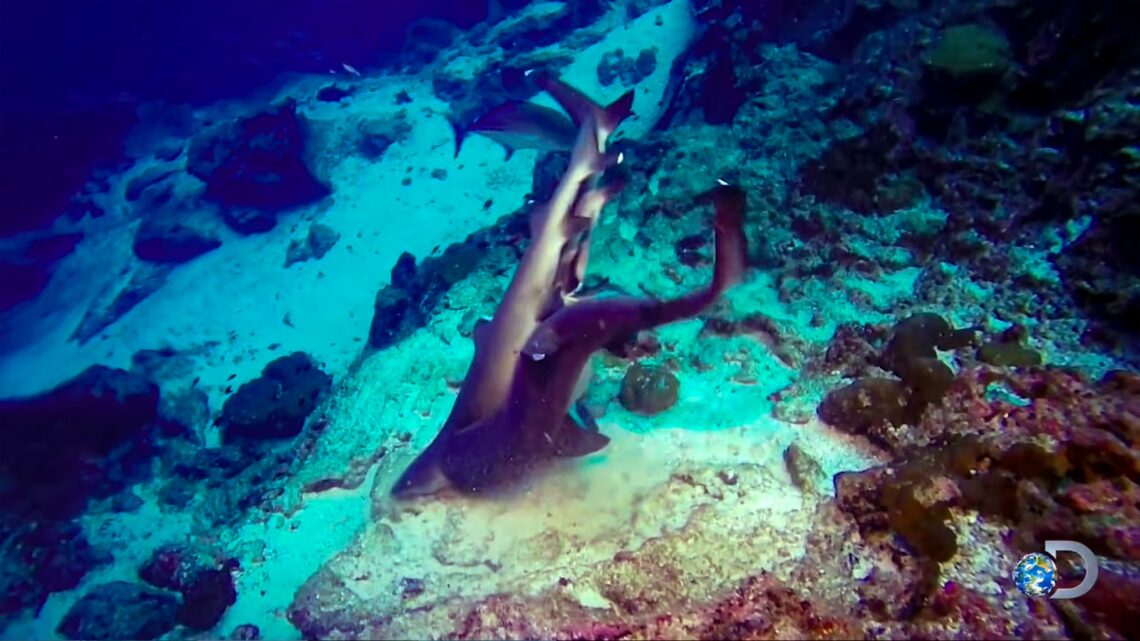 The Fascinating Mating Habits Of Sharks – sharksinfo.com