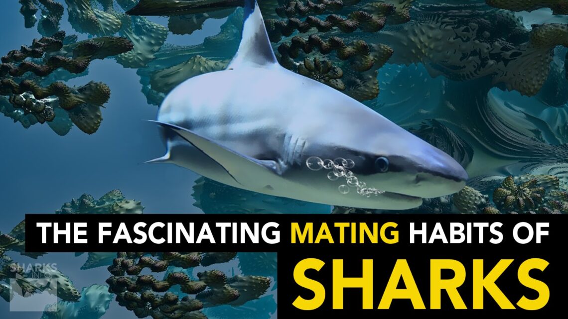The Fascinating Mating Habits Of Sharks – sharksinfo.com
