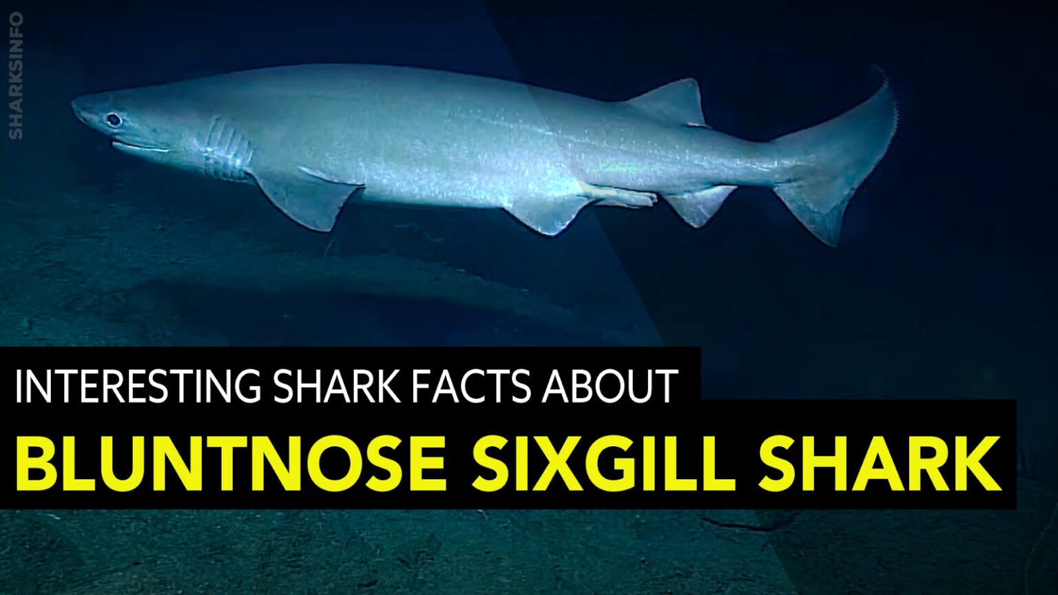 Interesting Shark Facts About The Bluntnose Sixgill – sharksinfo.com