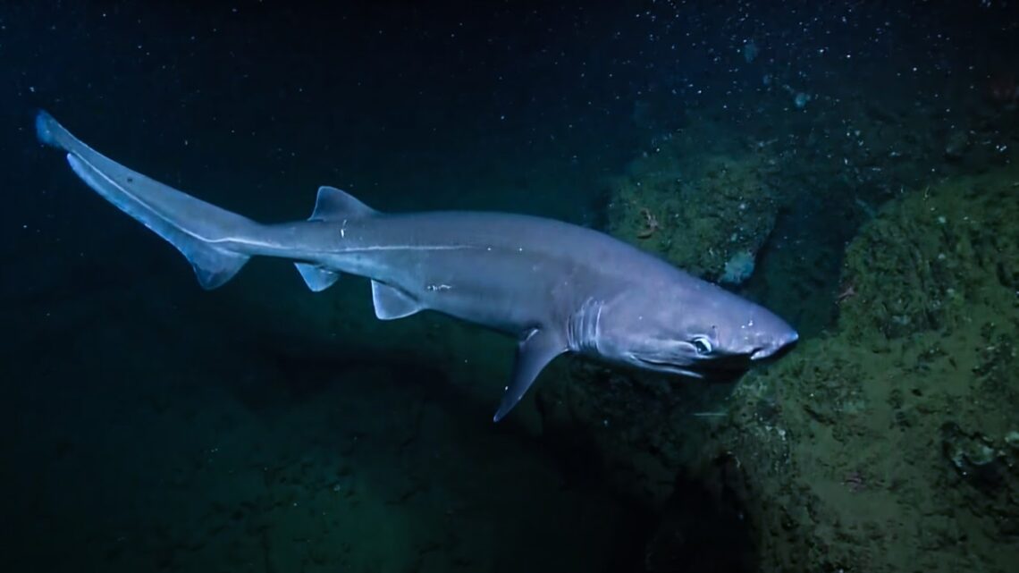 Interesting Shark Facts About The Bluntnose Sixgill – sharksinfo.com