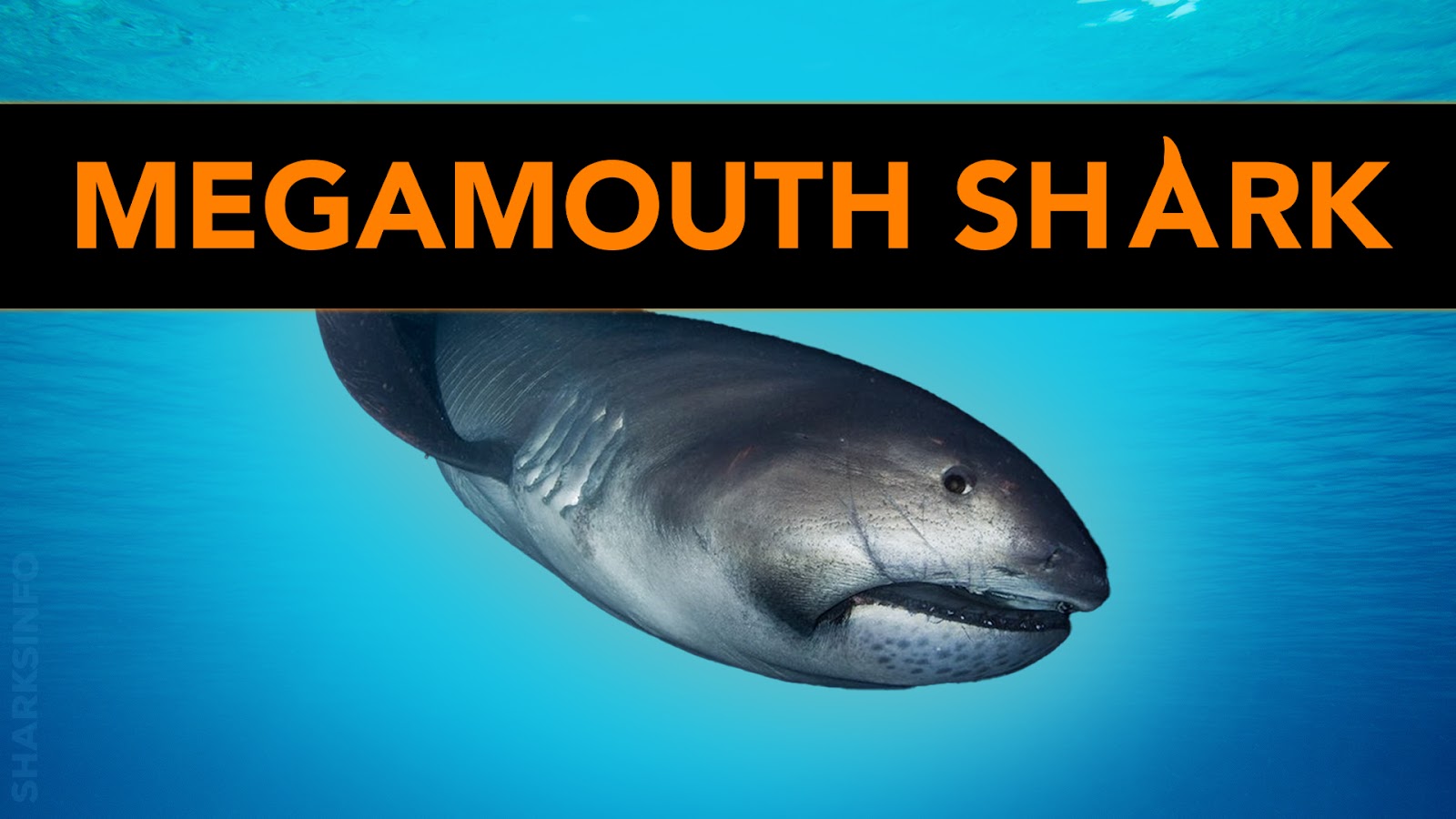 The Seven Coolest Deep Sea Sharks – sharksinfo.com