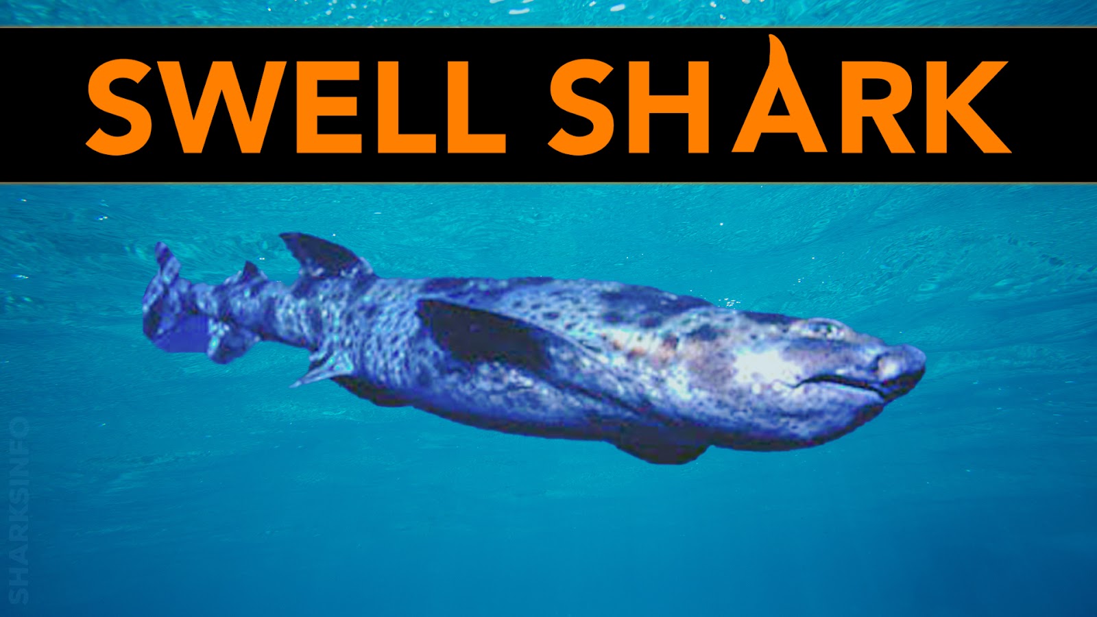 The Seven Coolest Deep Sea Sharks – sharksinfo.com