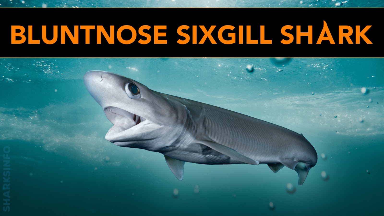The Seven Coolest Deep Sea Sharks – sharksinfo.com