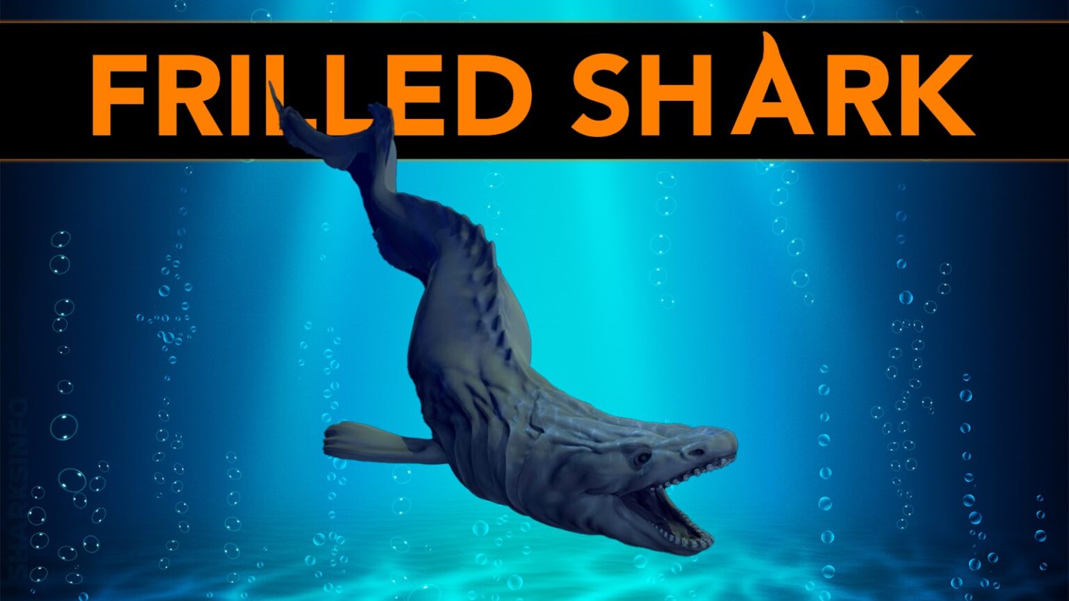 The Seven Coolest Deep Sea Sharks – sharksinfo.com