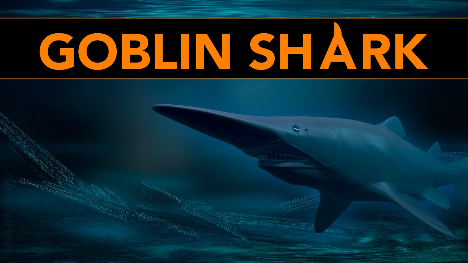 The Seven Coolest Deep Sea Sharks – sharksinfo.com