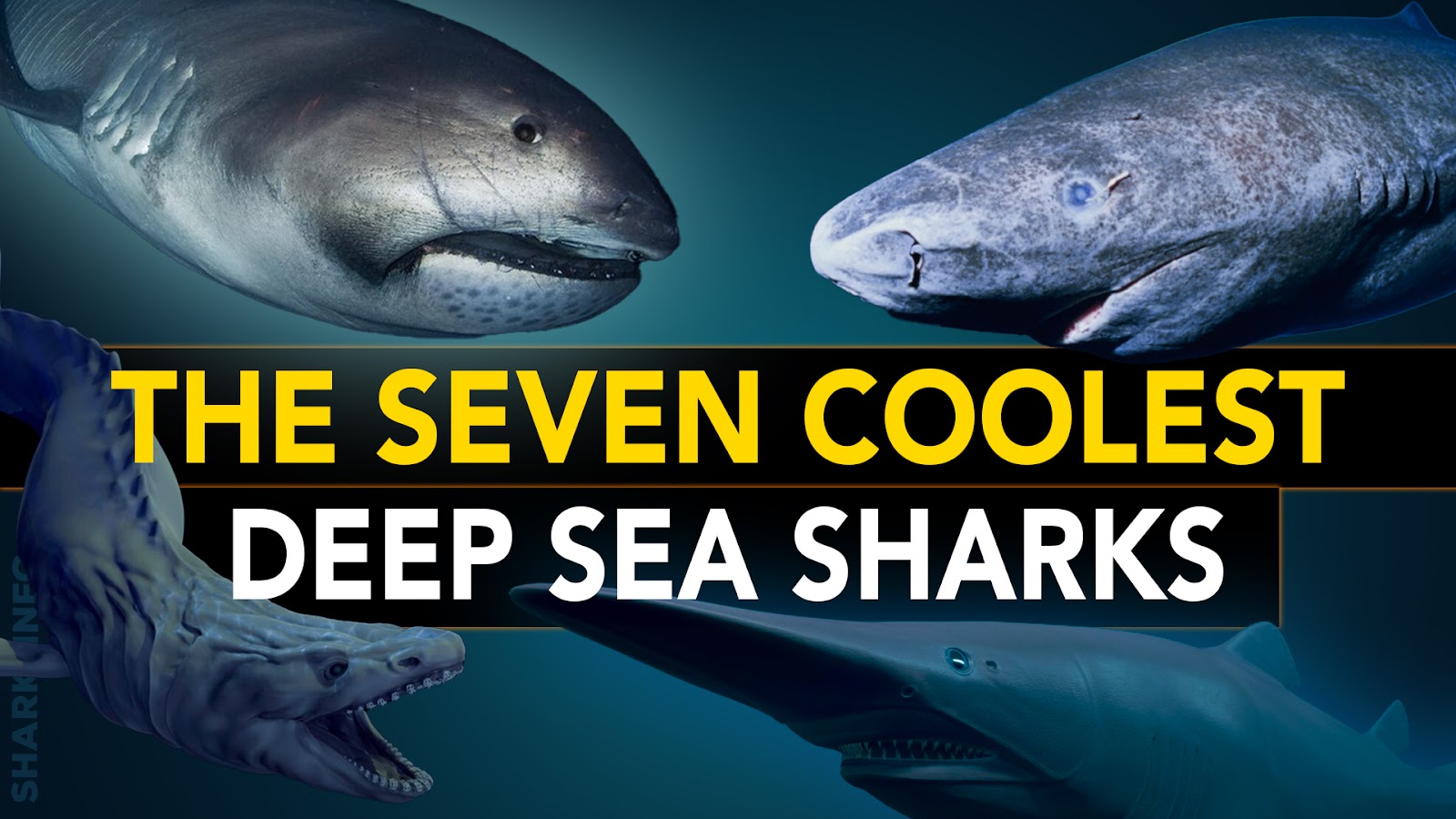 The Seven Coolest Deep Sea Sharks – sharksinfo.com