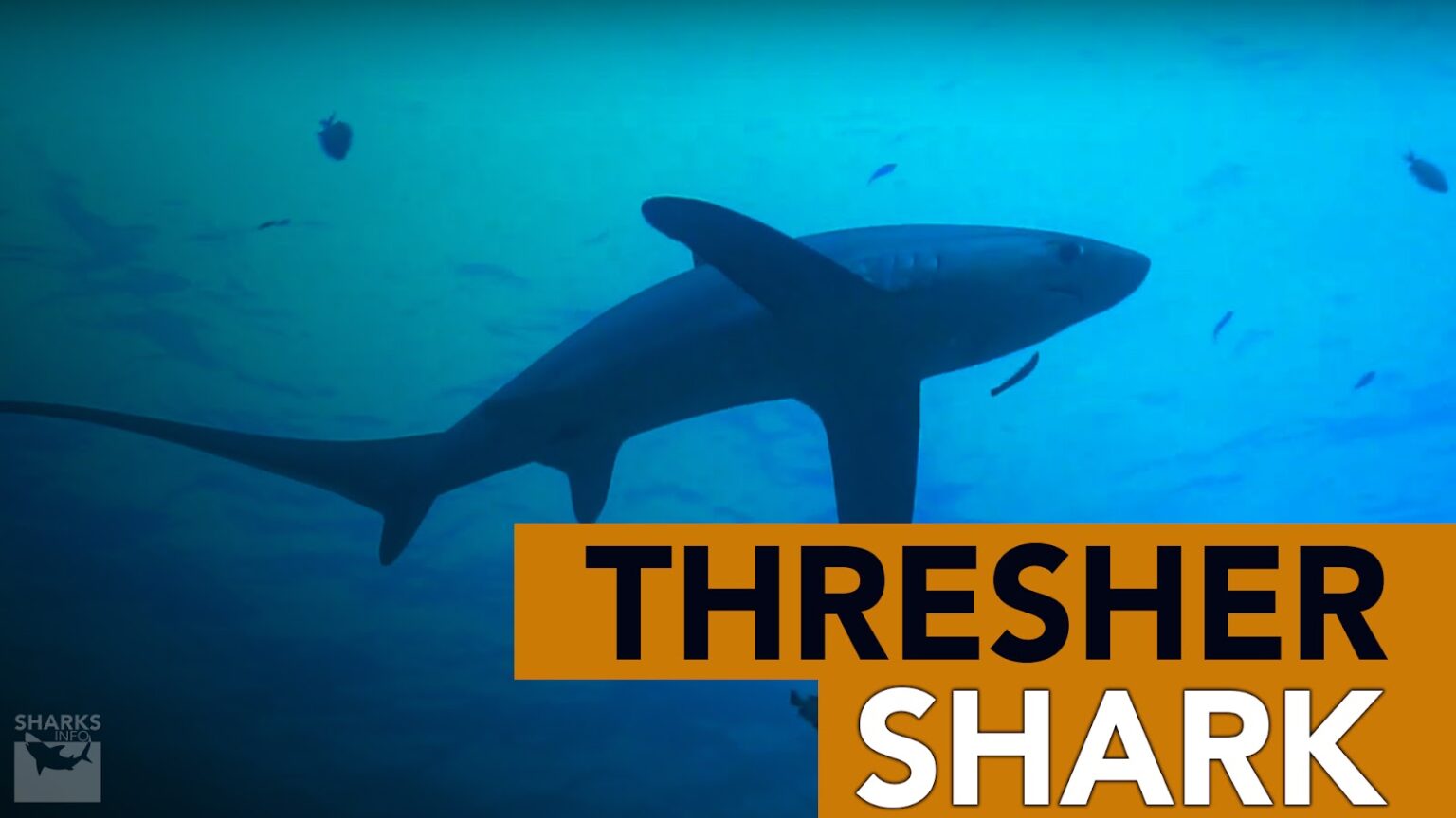 The 10 Least Dangerous Sharks – sharksinfo.com