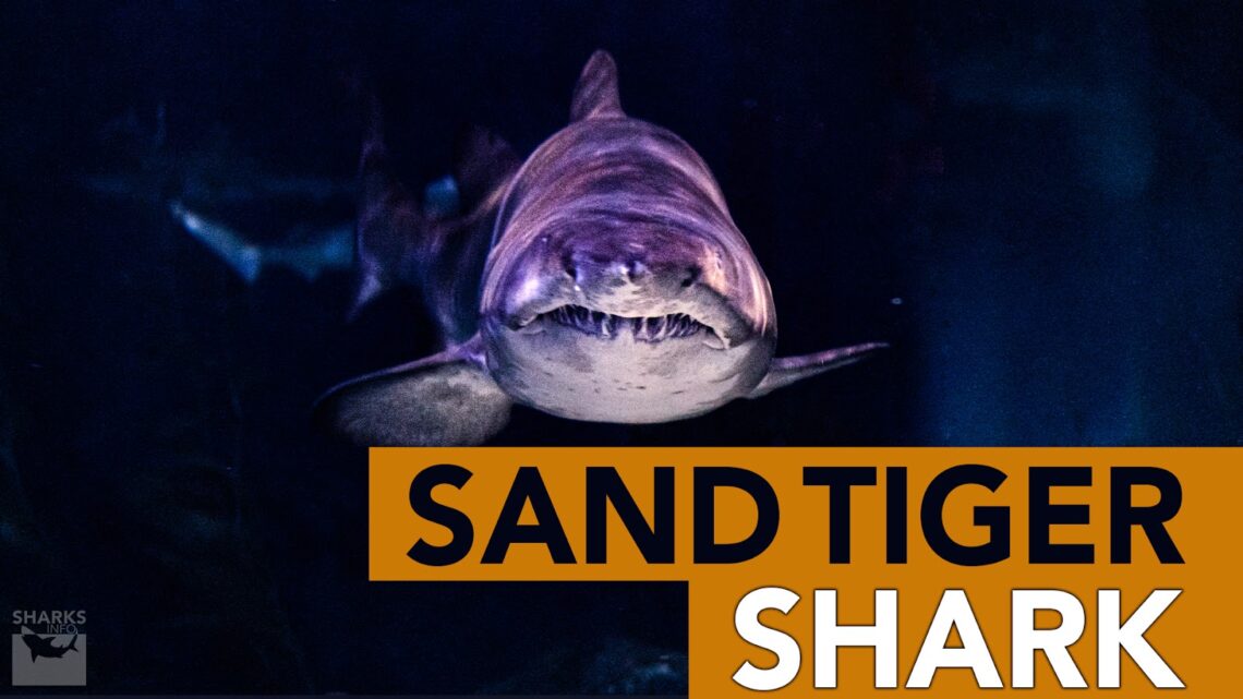 The 10 Least Dangerous Sharks – sharksinfo.com