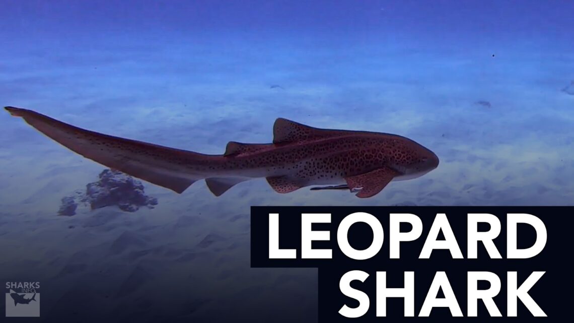 The 10 Least Dangerous Sharks – sharksinfo.com