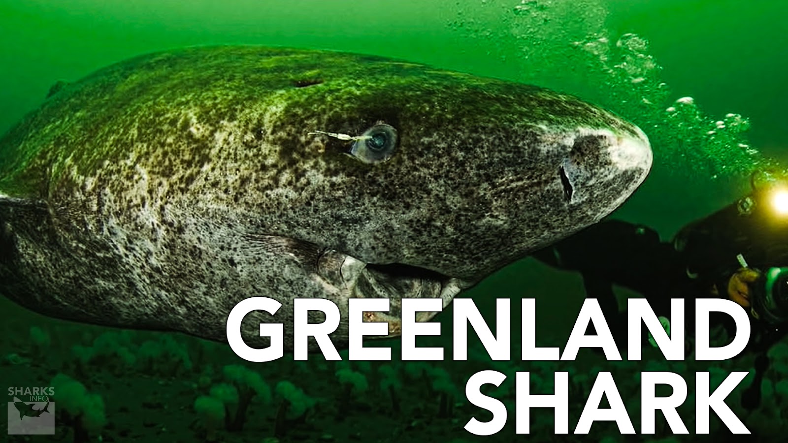 The 10 Least Dangerous Sharks – sharksinfo.com